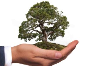 How to Care for A Bonsai Tree: 9 Tips and Tricks for Keeping Bonsai ...