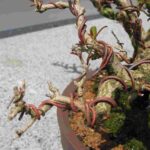 How to Wire A Bonsai Tree: An Easy To Read Guide - Love For Bonsai