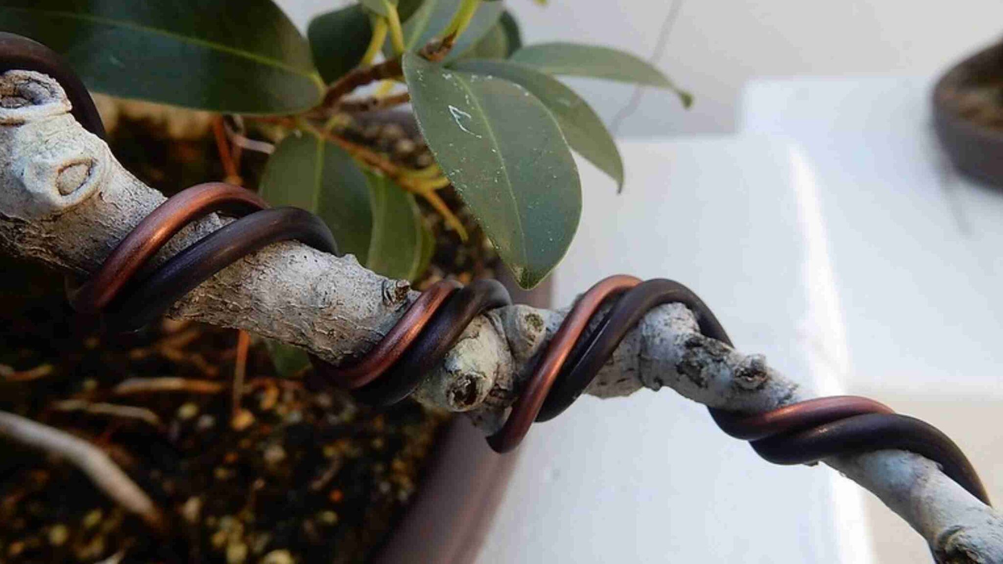 How to Wire A Bonsai Tree: An Easy To Read Guide - Love For Bonsai