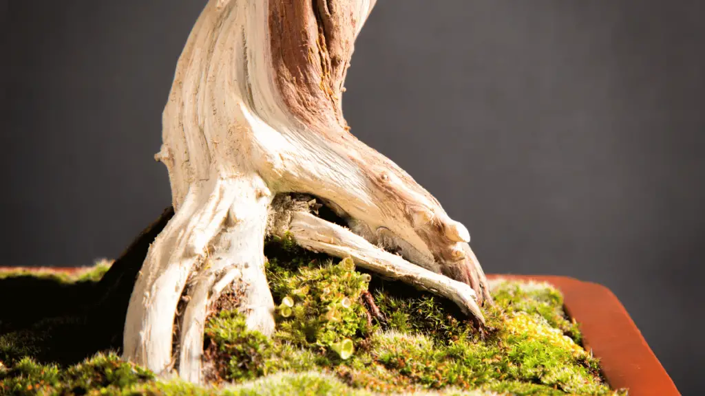 How to Expose Roots on Bonsai: A Simple Guide on Nebari - Love For Bonsai