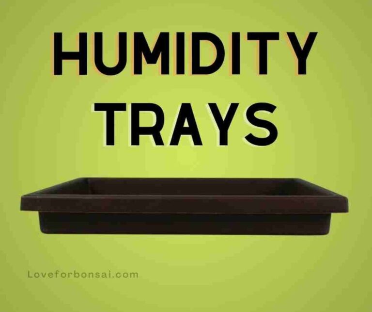 Bonsai Humidity Trays -Everything You Need To Know - Love For Bonsai
