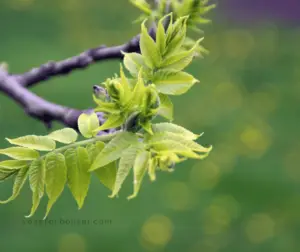 Can I Grow Black Walnut As a Bonsai: 10 Tips To Remember - Love For Bonsai